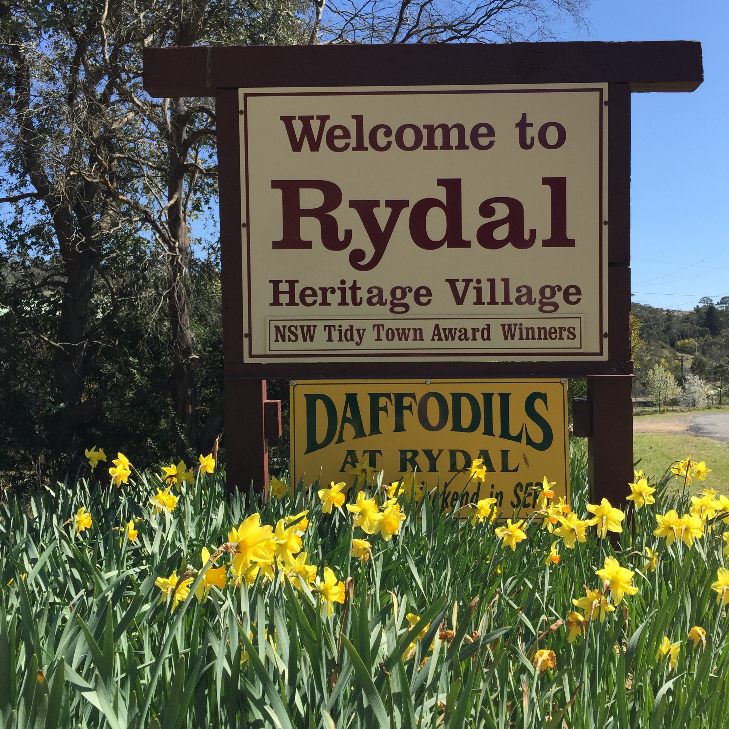 Daffodils at Rydal 2017