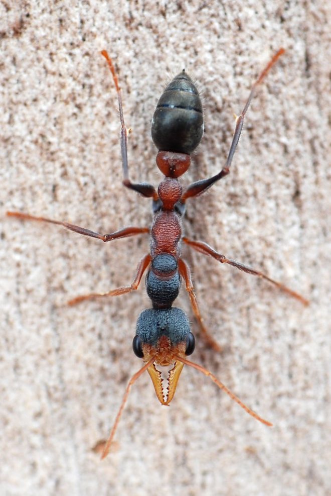 Bull Ants ~ Stay away from them!