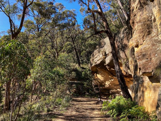 Berghofers Pass Mount Victoria a wonderful kid friendly walk