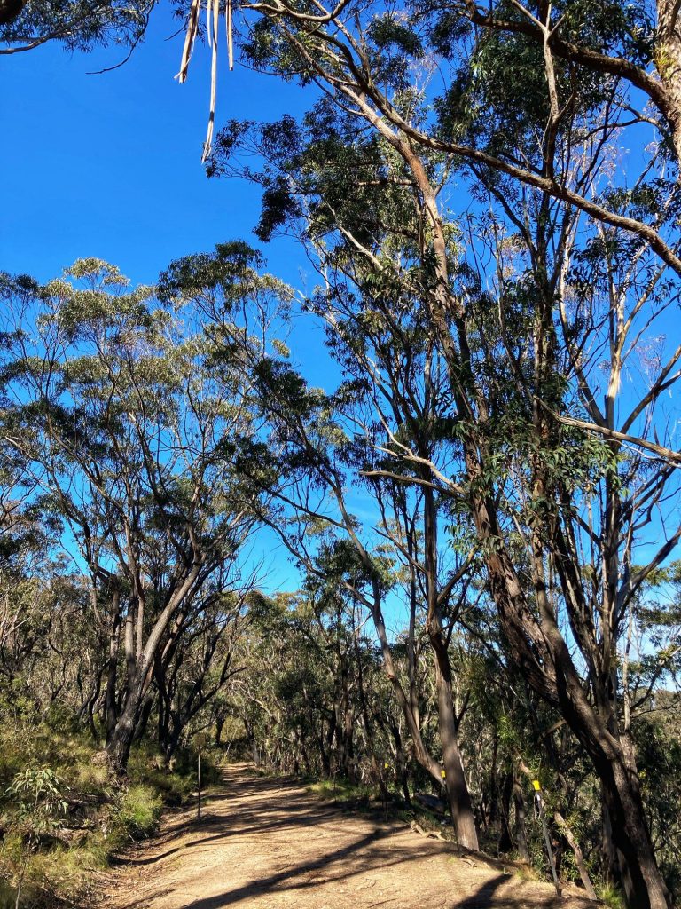Berghofers Pass Mount Victoria a wonderful kid friendly walk