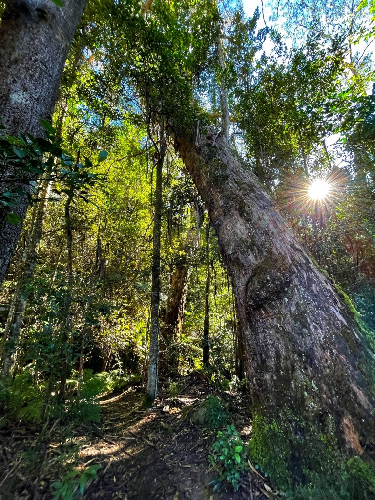 Coachwood Glen Nature Trail Megalong Valley
