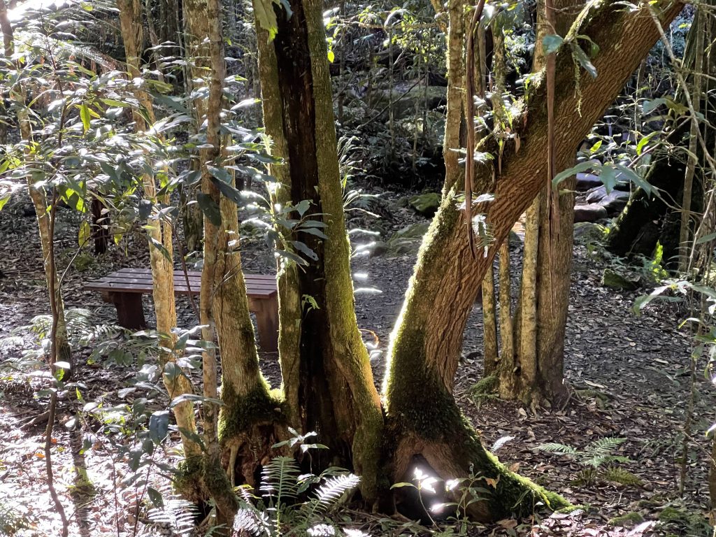 Coachwood Glen Nature Trail Megalong Valley