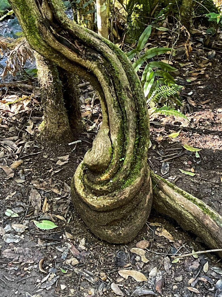 Coachwood Glen Nature Trail Megalong Valley