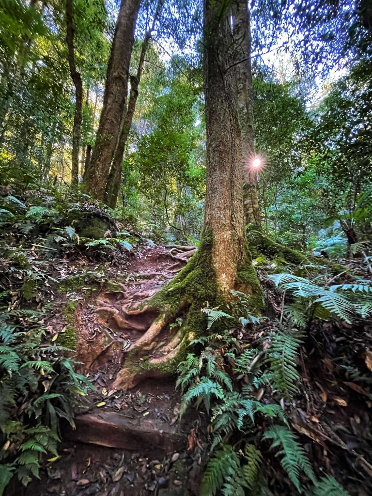 Coachwood Glen Nature Trail Megalong Valley