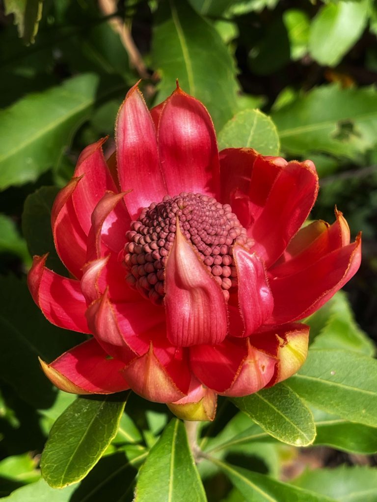 Waratahs in the Blue Mountains