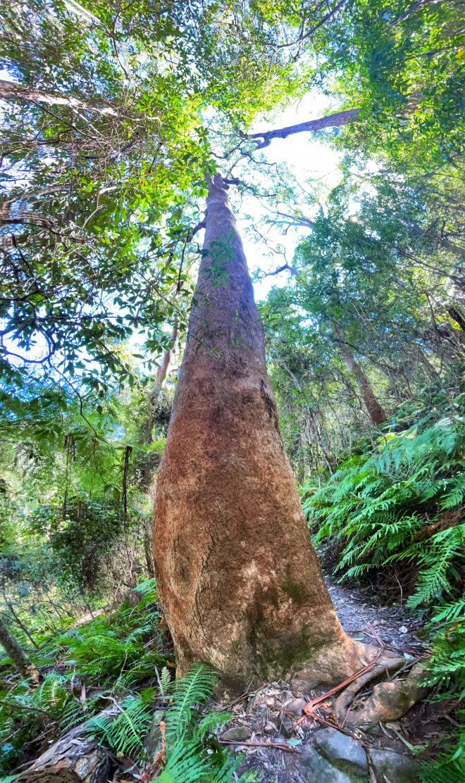 Valley of the Waters loop track via Slack Stairs Wentworth Falls