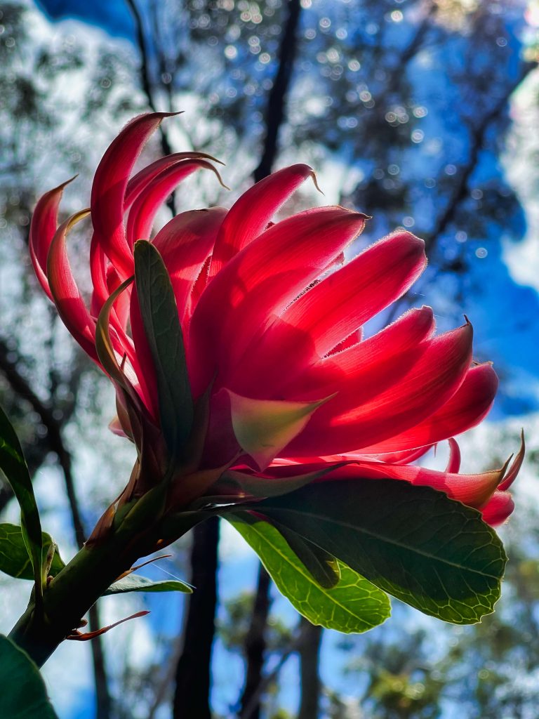 Waratahs in the Blue Mountains