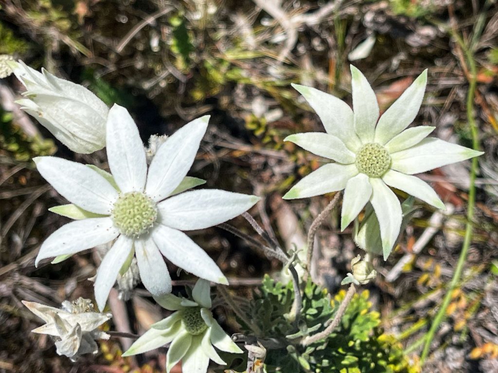 Things You Never Knew About Flannel Flowers