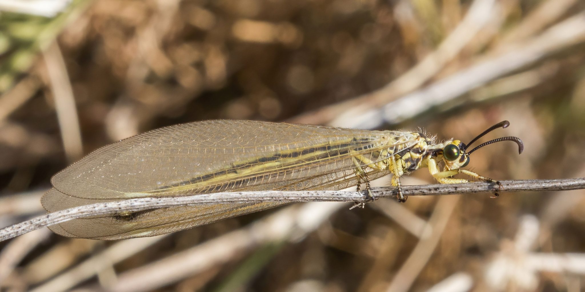 Antlions Are Devious Cold Blooded Killers