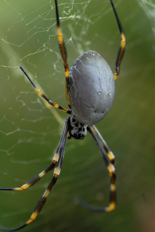 What You Should Know About The Orb Weaver Spider