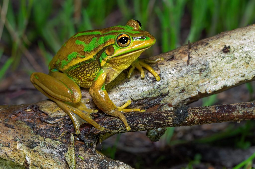 The Green and Golden Bell frog of the Blue Mountains