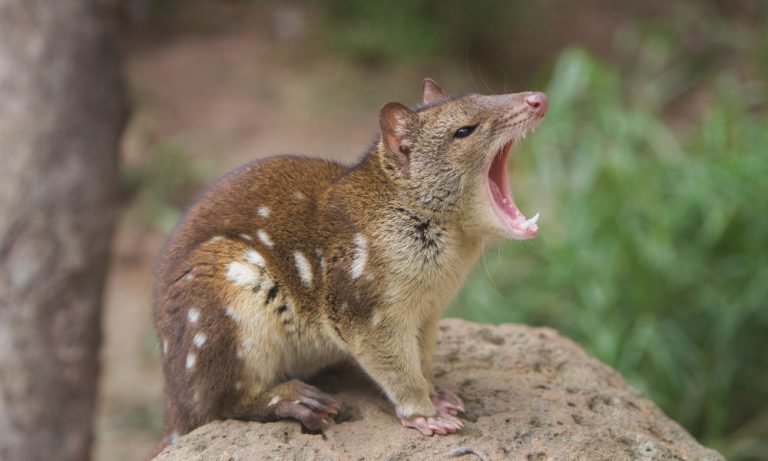 The Australian Quoll is a Carnivorous Marsupial