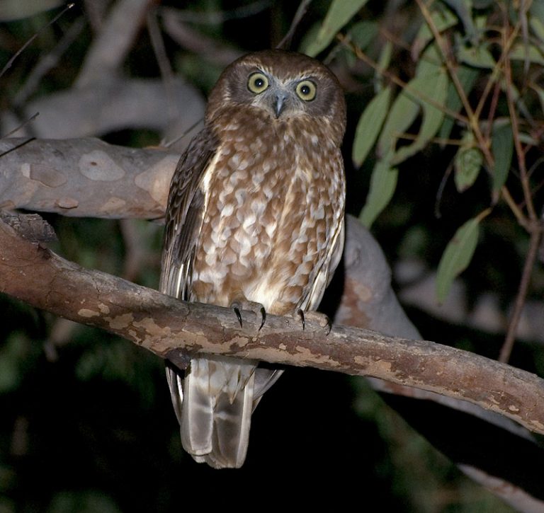 The Australian Boobook Owl (Ninox boobook)