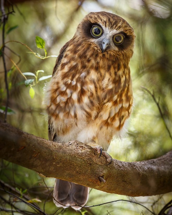 The Australian Boobook Owl (Ninox boobook)