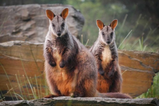 A closer look at the Brush-Tailed Rock-Wallaby