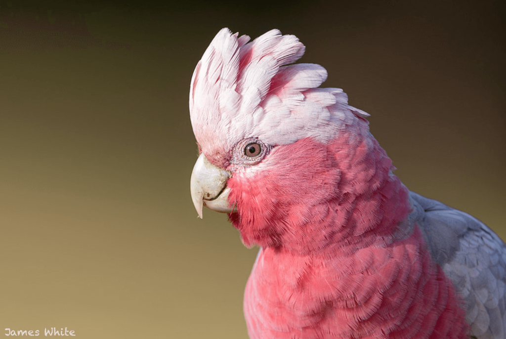 The Galah: A Cockatoo Unlike Any Other