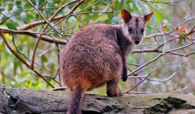 A closer look at the Brush-Tailed Rock-Wallaby