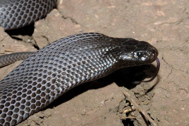 The Spotted Black Snake in New South Walks