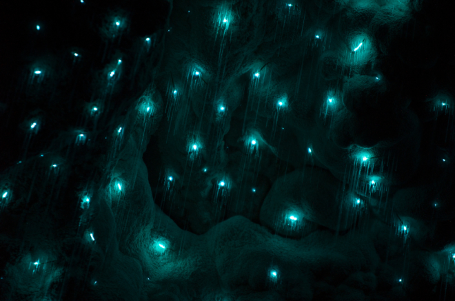 The Magic of Glowworms: How These Luminous Creatures Create Their ...