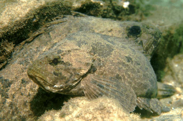 The Bullrout: An Ugly but Deadly Fish